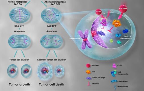 Oncolines News Flash - Oncolines B.V.