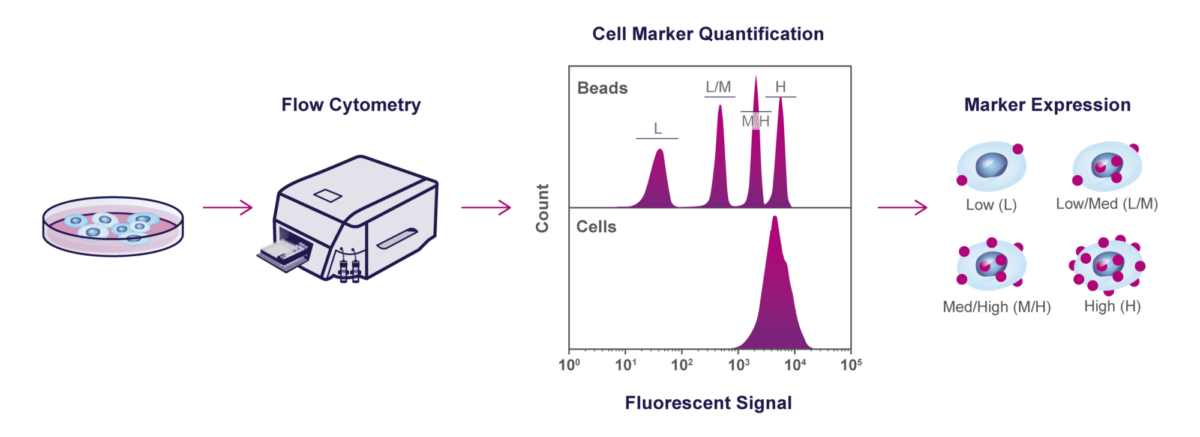 Flow cytometry - Oncolines B.V.