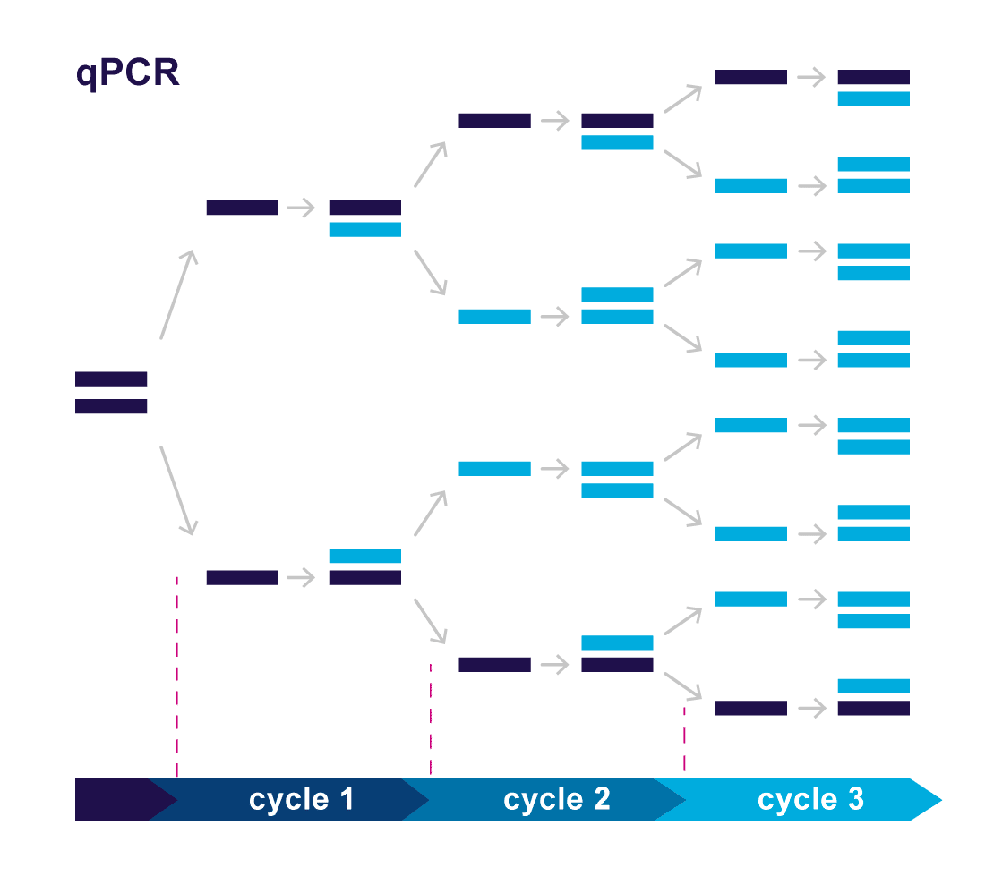 Polymerase Chain Reaction Cycle