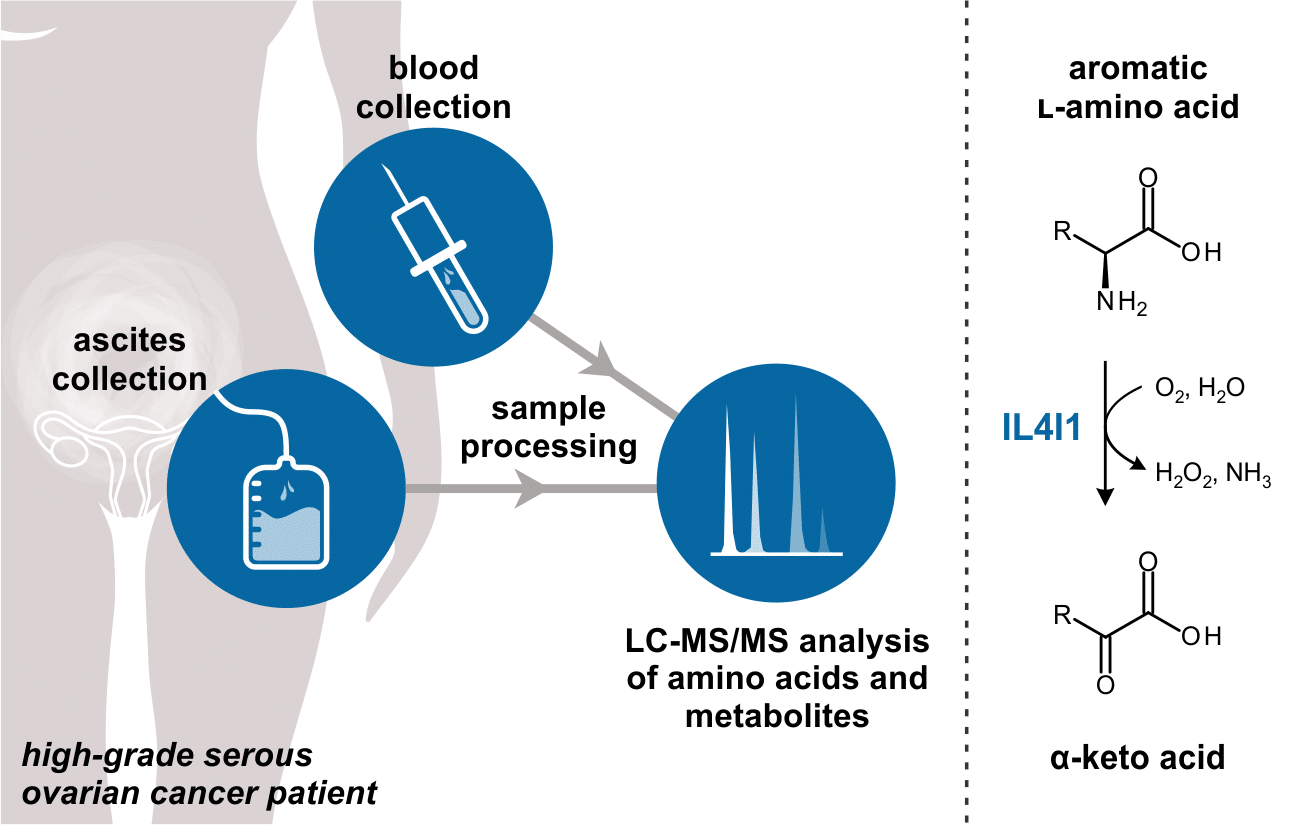 New Oncolines publication in Cancers - Oncolines B.V.