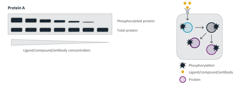 Immunoblotting (Western Blot) | Oncolines B.V.