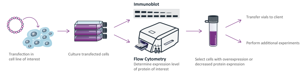 Cell Line Generation | Oncolines B.V.