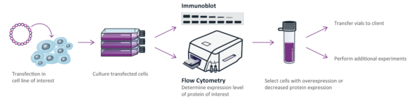 Cell Line Generation | Oncolines B.V.