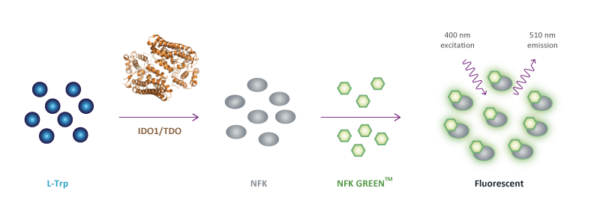 Cell-Based Functional Assays | Oncolines B.V.