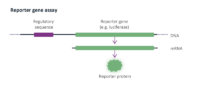 Cell-Based Functional Assays | Oncolines B.V.