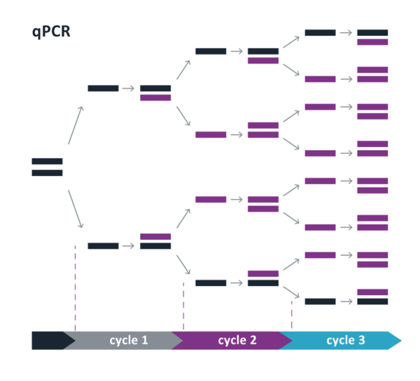 Quantitative Polymerase Chain Reaction (qPCR) | Oncolines B.V.