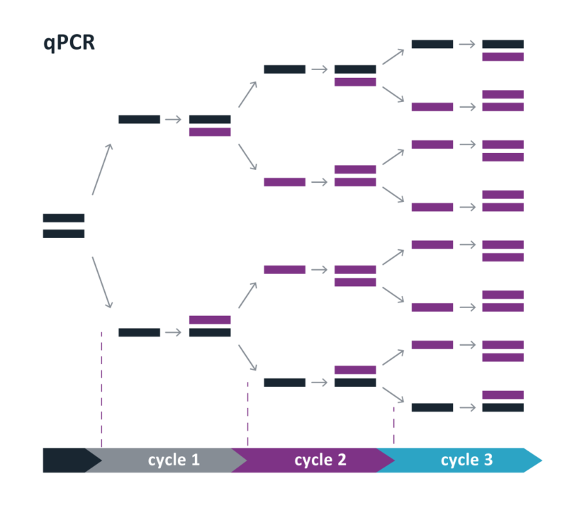 Quantitative Polymerase Chain Reaction (qPCR) | Oncolines B.V.