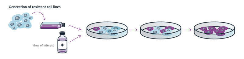 Cell Line Generation | Oncolines B.V.