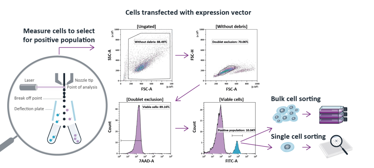 Cell Line Generation | Oncolines B.V.