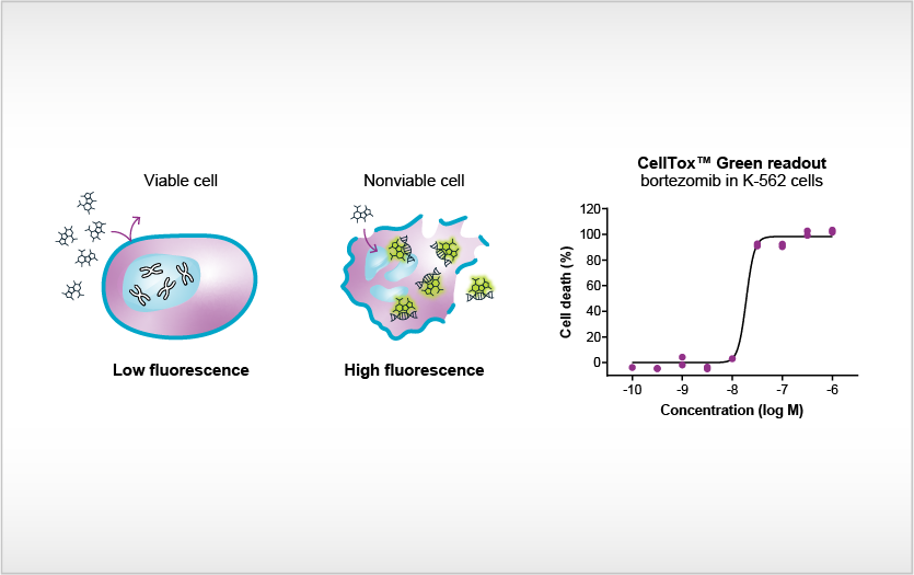 Oncolines offers cell toxicity as an alternative readout for 102 cancer ...
