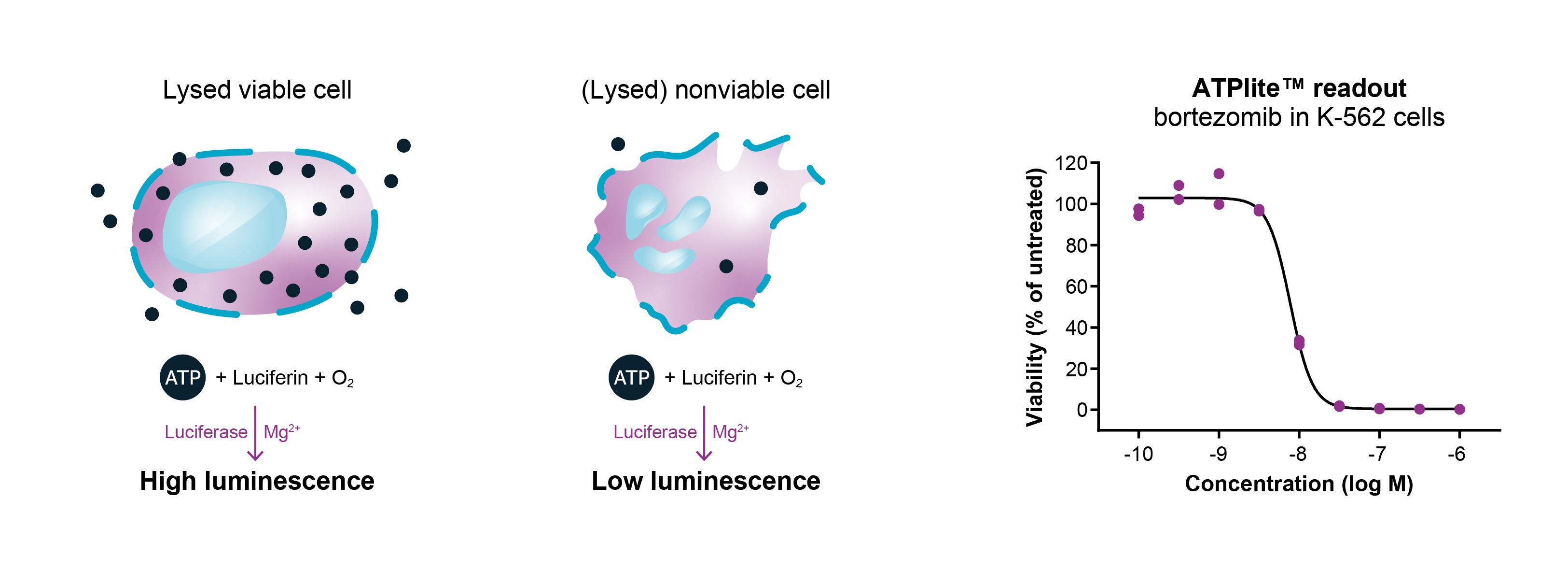 Oncolines B.V. | Oncolines Cell Proliferation Assays
