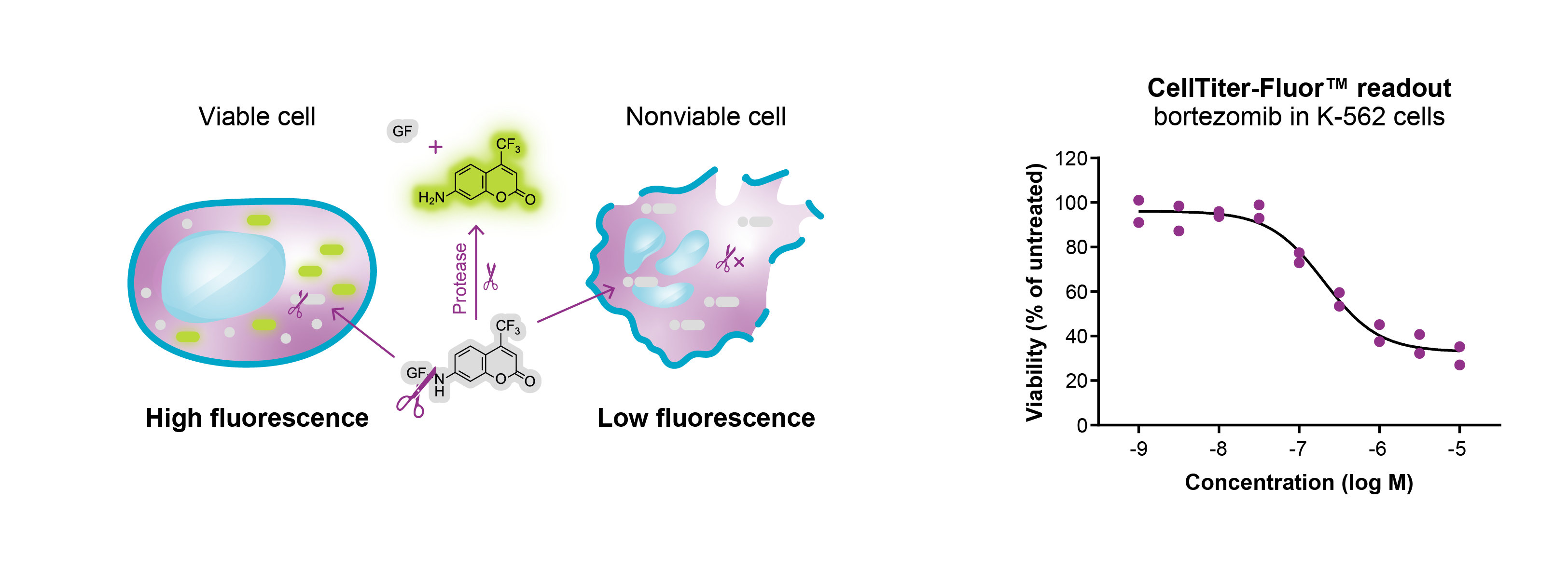 Oncolines B.V. | Oncolines Cell Proliferation Assays