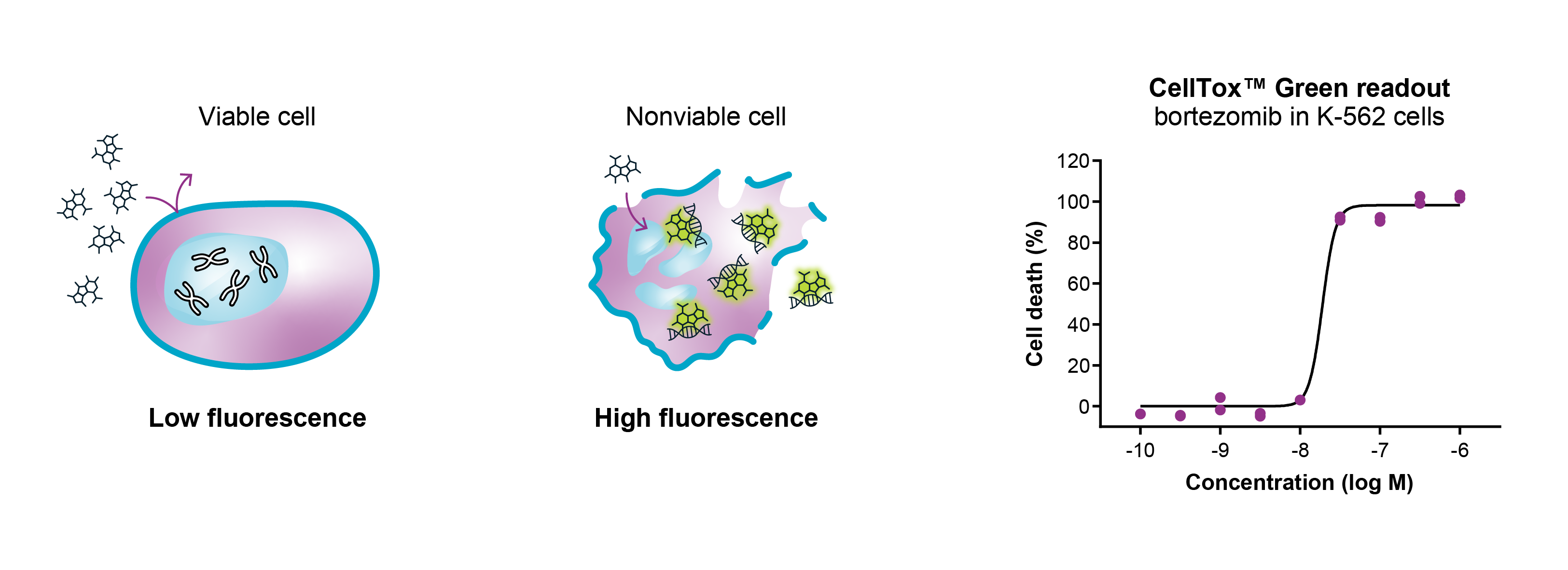Oncolines B.V. | Oncolines Cell Proliferation Assays