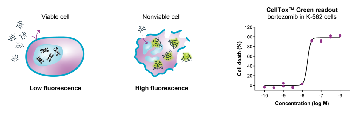 Oncolines offers cell toxicity as an alternative readout for 102 cancer ...