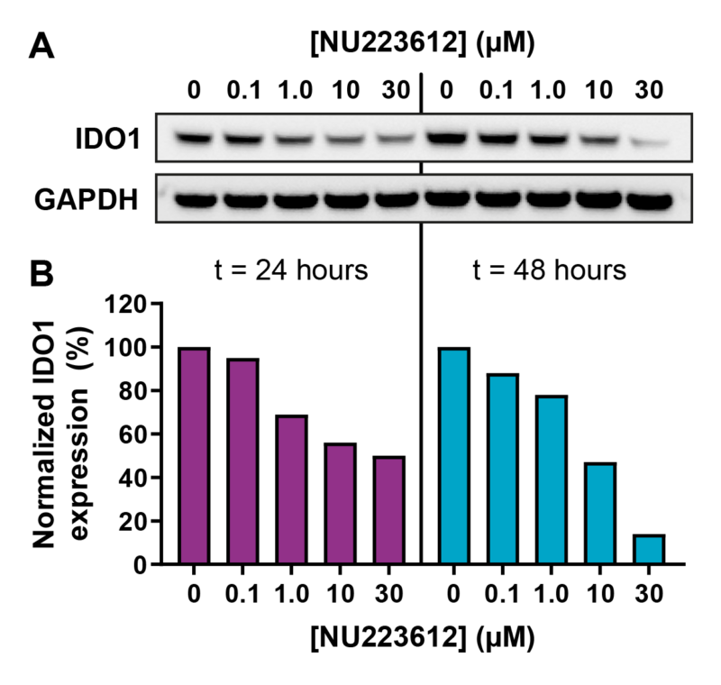 Case study – PROTAC-induced degradation of cancer immunotherapy target IDO1 - Oncolines B.V.